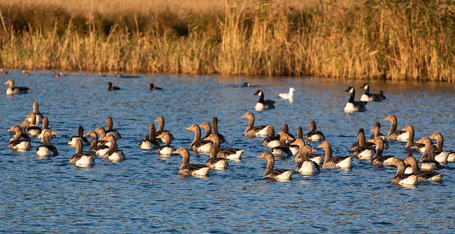 Qual é a Diferença entre Pato e Ganso? | Mundo Ecologia