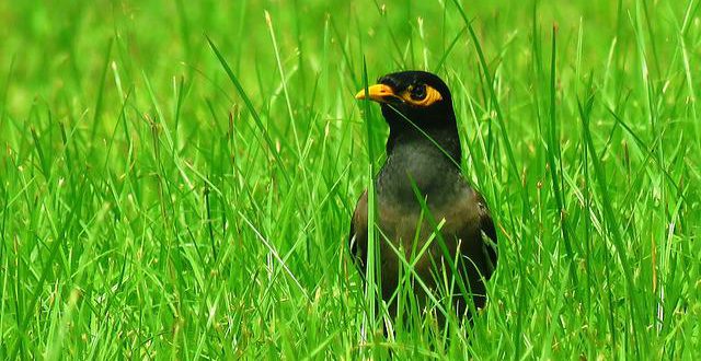 Tudo Sobre o Mainá: Características, Nome Científico e Fotos | Mundo ...