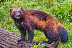 Tudo Sobre o Carcaju: Características, Nome Científico e Fotos | Mundo ...