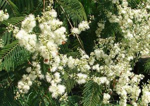 Tudo Sobre o Angico: Características e Nome Científico | Mundo Ecologia