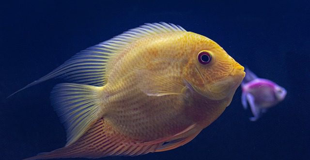 Comportamento do Peixe, Habitos e Modo de Vida do Animal | Mundo Ecologia