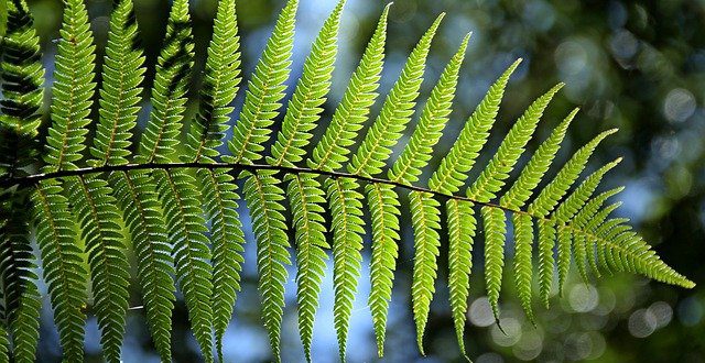 Como Cuidar da Samambaia, Fazer Mudas e Podar | Mundo Ecologia