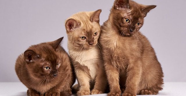 Como Identificar Gato pela Cor? | Mundo Ecologia