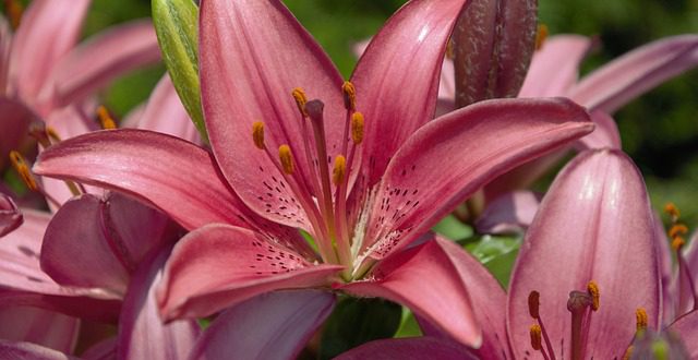 O Que é uma Flor Híbrida? | Mundo Ecologia
