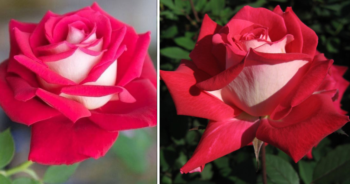 O Que é uma Flor Híbrida? – Mundo Ecologia