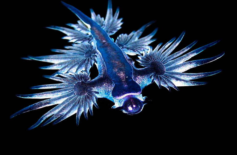 Dragão Azul: A Incrível Adaptabilidade do Cnidário Azul – Mundo Ecologia