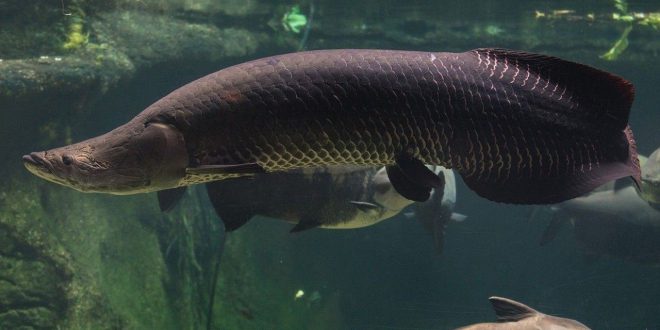 Pirarucu: O Peixe Gigante da Amazônia | Mundo Ecologia