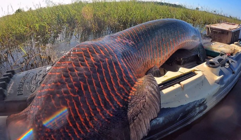 Pirarucu: O Peixe Gigante da Amazônia | Mundo Ecologia