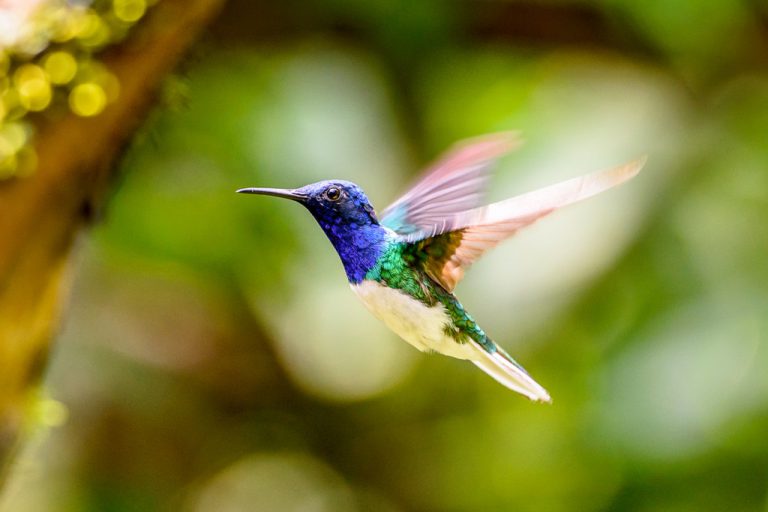 O Colibri: Explore a agilidade e encanto desse pequeno pássaro | Mundo ...