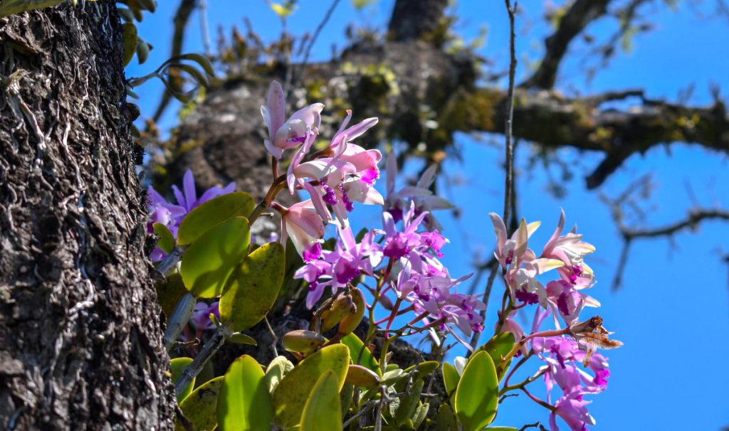 As plantas epífitas: Como essas plantas se adaptam e se desenvolvem ...