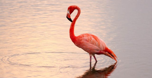 O flamingo-rosa: a postura elegante dessa ave icônica das áreas úmidas ...
