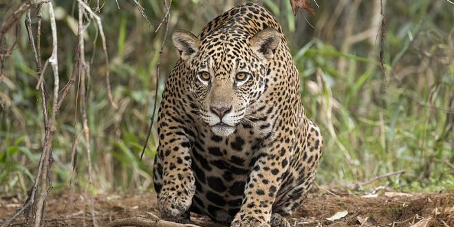 A diversidade de mamíferos na América do Sul: Conheça esses animais ...