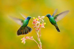 O Colibri: Explore a agilidade e encanto desse pequeno pássaro | Mundo ...