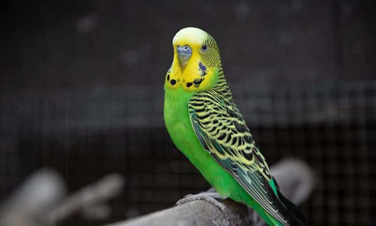 Periquito-australiano: As cores brilhantes e personalidade dessa ave ...