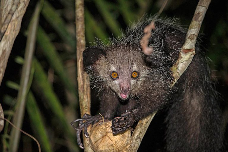 Animais Noturnos: Desvendando as Curiosidades Fascinantes da Noite ...
