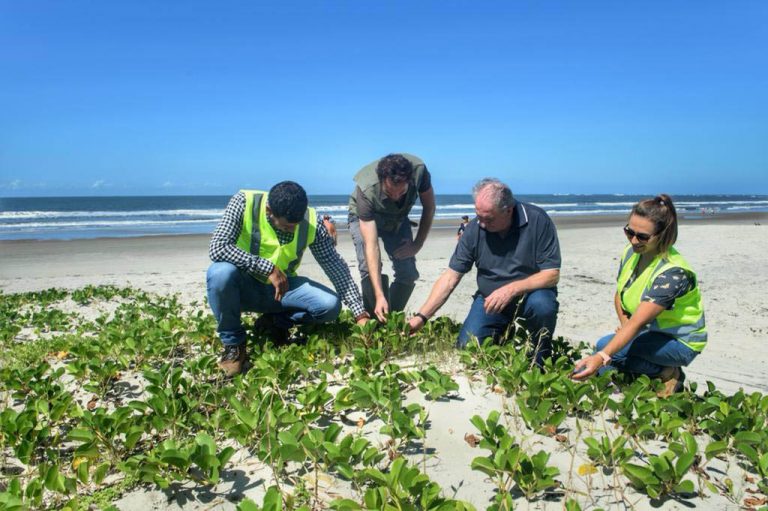 Os Benefícios da Proteção das Áreas de Restinga: Preservando a Natureza ...