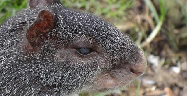 Curiosidades sobre a Cutia: Descubra os Segredos Dessa Fascinante ...