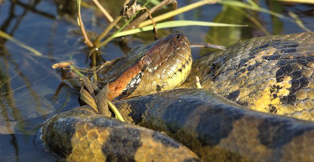Sucuri: Conheça Suas Características Físicas e Comportamentais | Mundo ...