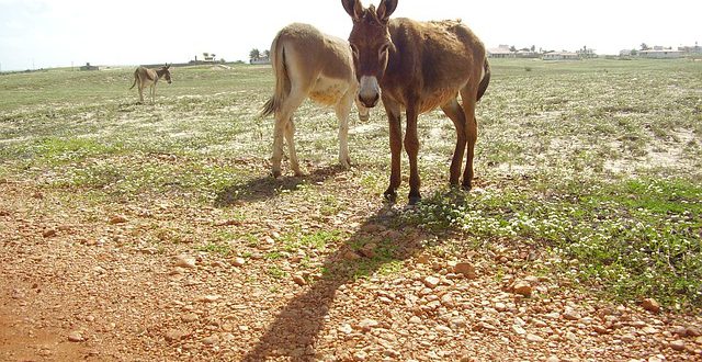 Cuidados Especiais para Jumentinho Recém-Nascido: Dicas Importantes ...