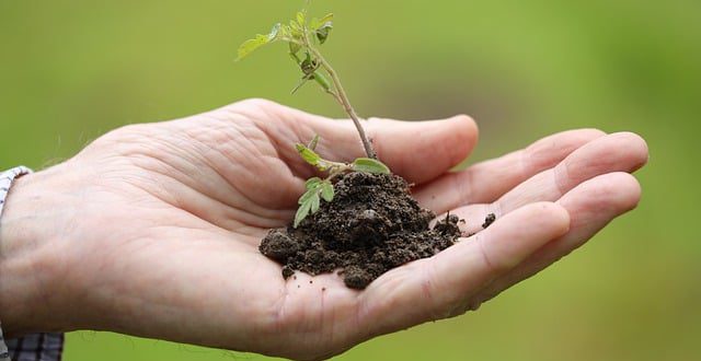 Dicas de Preparação da Terra para o Plantio de Flores | Mundo Ecologia