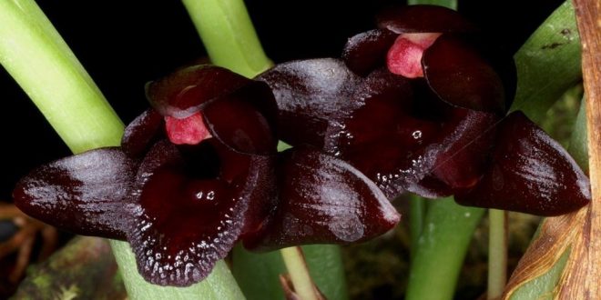 Orquídea Negra: Espécies Raras e Fascinantes do Brasil | Mundo Ecologia