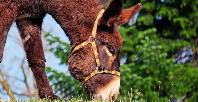 Criando e Cuidando de Mulas: Dicas Essenciais para o Cuidado Adequado ...