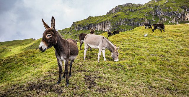 Curiosidades Incríveis sobre a Mula: Um Híbrido Espetacular | Mundo ...