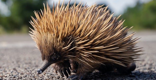 Características Únicas da Equidna: Descubra os Segredos desse Mamífero ...