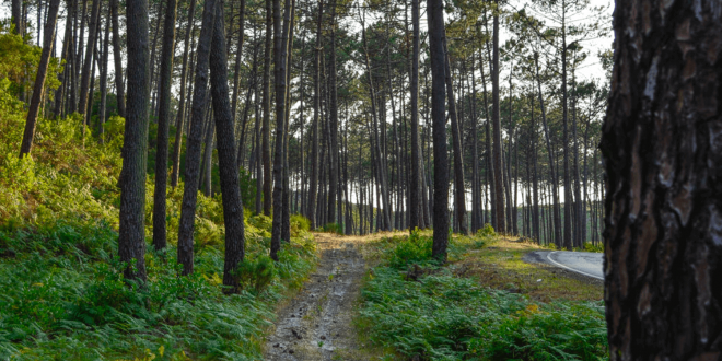 Conheça Todos os Tipos de Pinheiro: Lista Completa e Detalhada | Mundo ...