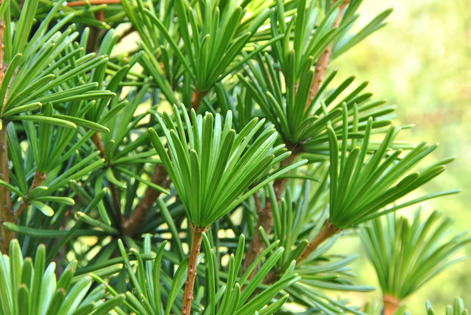 Conheça Todos os Tipos de Pinheiro: Lista Completa e Detalhada – Mundo ...