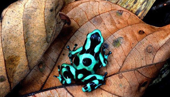 Espécies de Sapos Coloridos: Beleza e Diversidade Anfíbia | Mundo Ecologia