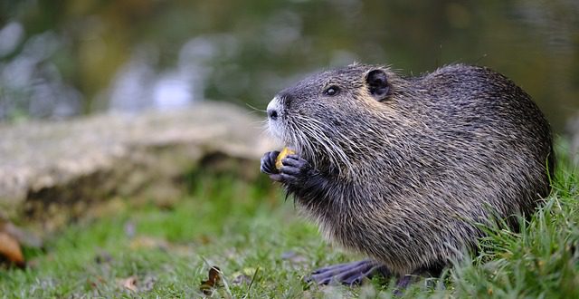 Alimentação do Rato Almiscarado: Explorando suas Preferências ...