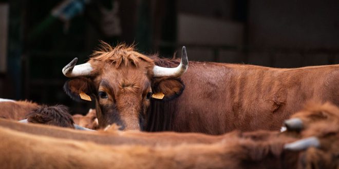 Características da Vaca Pajuna: Uma Raça Adaptada ao Clima Quente ...
