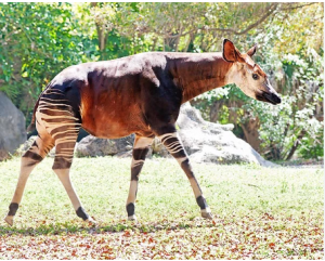 Ocapi: Descobrindo seus Habitats Naturais e Comportamento – Mundo Ecologia