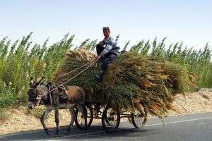 Mulas de Carga: Aliadas em Tarefas Robustas | Mundo Ecologia