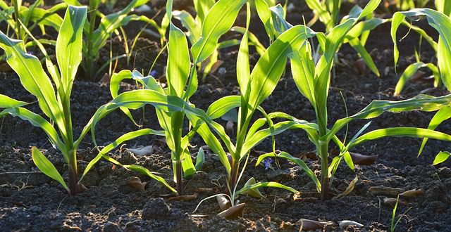 Terra Vegetal: O Substrato Perfeito para o Crescimento das Plantas ...