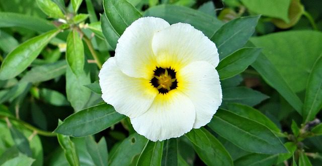 Turnera Subulata: Cultivo Descomplicado | Mundo Ecologia