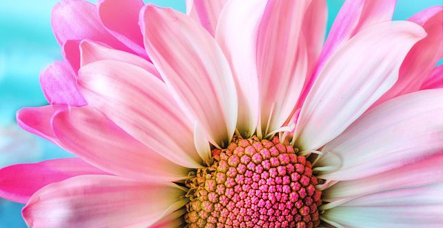 Descubra a Anatomia das Flores: Conheça suas Partes | Mundo Ecologia