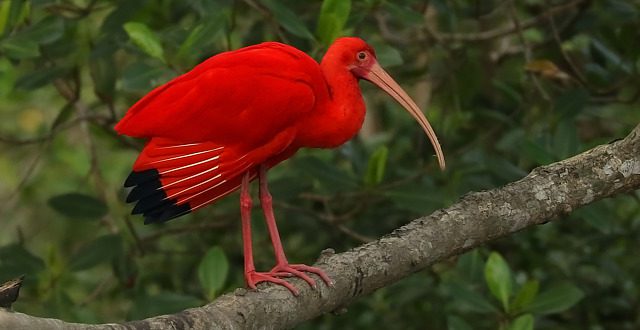 Ave Guará: Mitos e Significados na Cultura | Mundo Ecologia