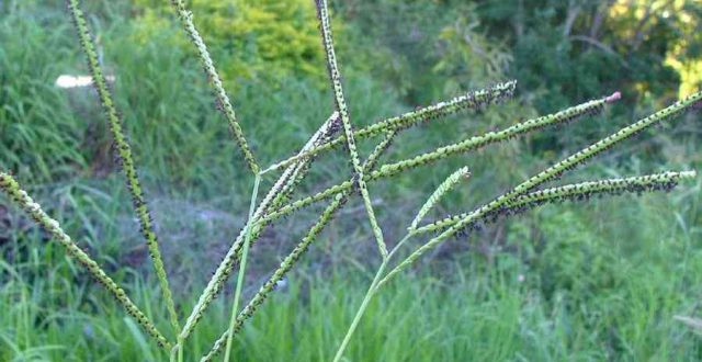 Capim-Missioneiro: Forte contra Pragas | Mundo Ecologia