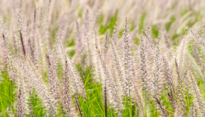 Plantando o Capim-do-Texas no Jardim – Mundo Ecologia