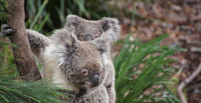 Coala: Características e Comportamento | Mundo Ecologia