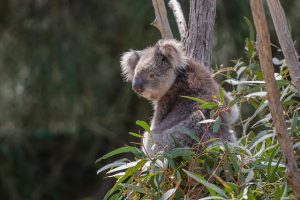 Coala: Marsupial Fascinante – Mundo Ecologia