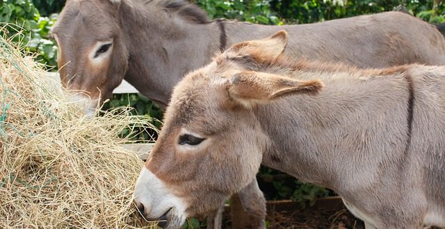 Jumento de Estimação: Vantagens e Cuidados | Mundo Ecologia