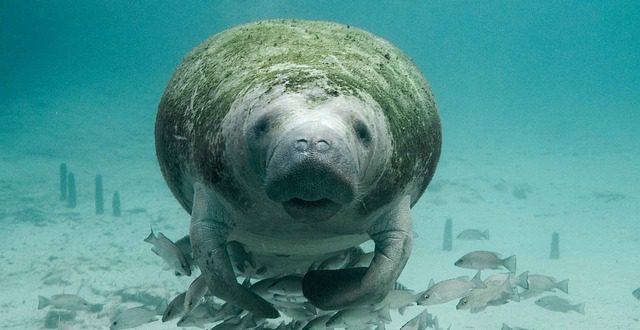 Dugongo: Habitat e Alimentação | Mundo Ecologia