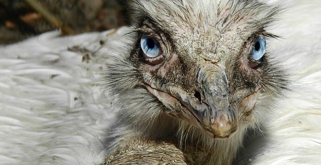 Ema: O que ela Come na Natureza | Mundo Ecologia