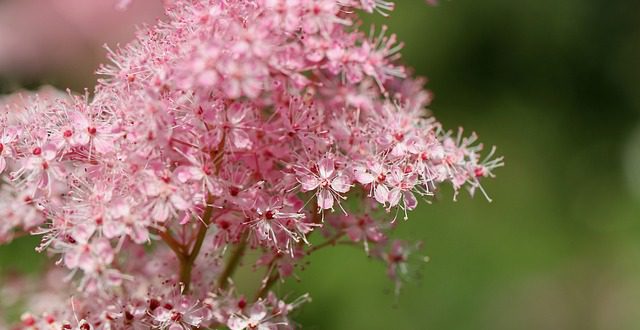 Cultivar Filipêndula: Dicas Essenciais | Mundo Ecologia