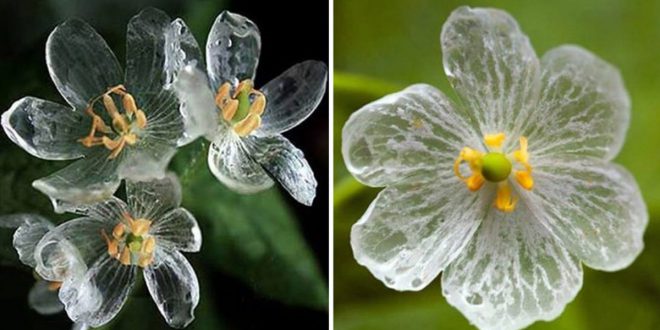 Flores Raras: Beleza Exclusiva | Mundo Ecologia