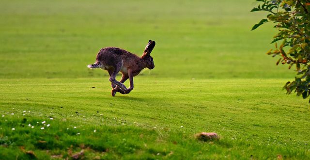 Lebres: Migração e Fatores-Chave | Mundo Ecologia