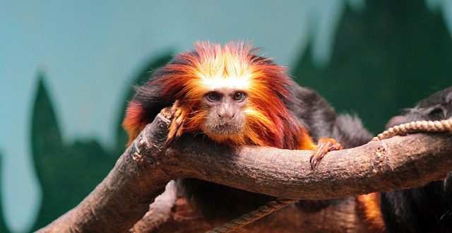 Mico-Leão-Dourado: Habitat e Distribuição | Mundo Ecologia